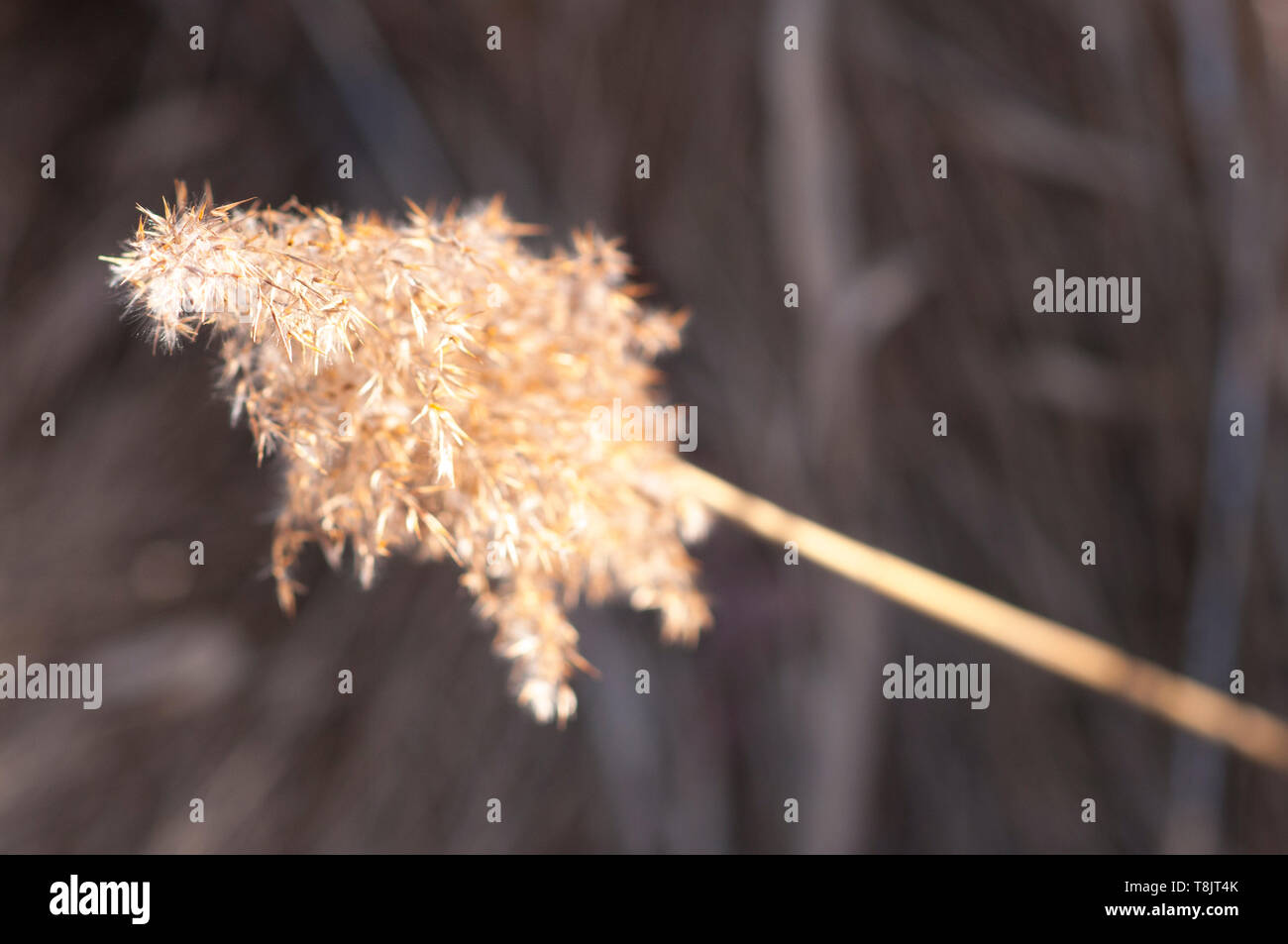Common reed (Phragmites australis Stock Photo - Alamy