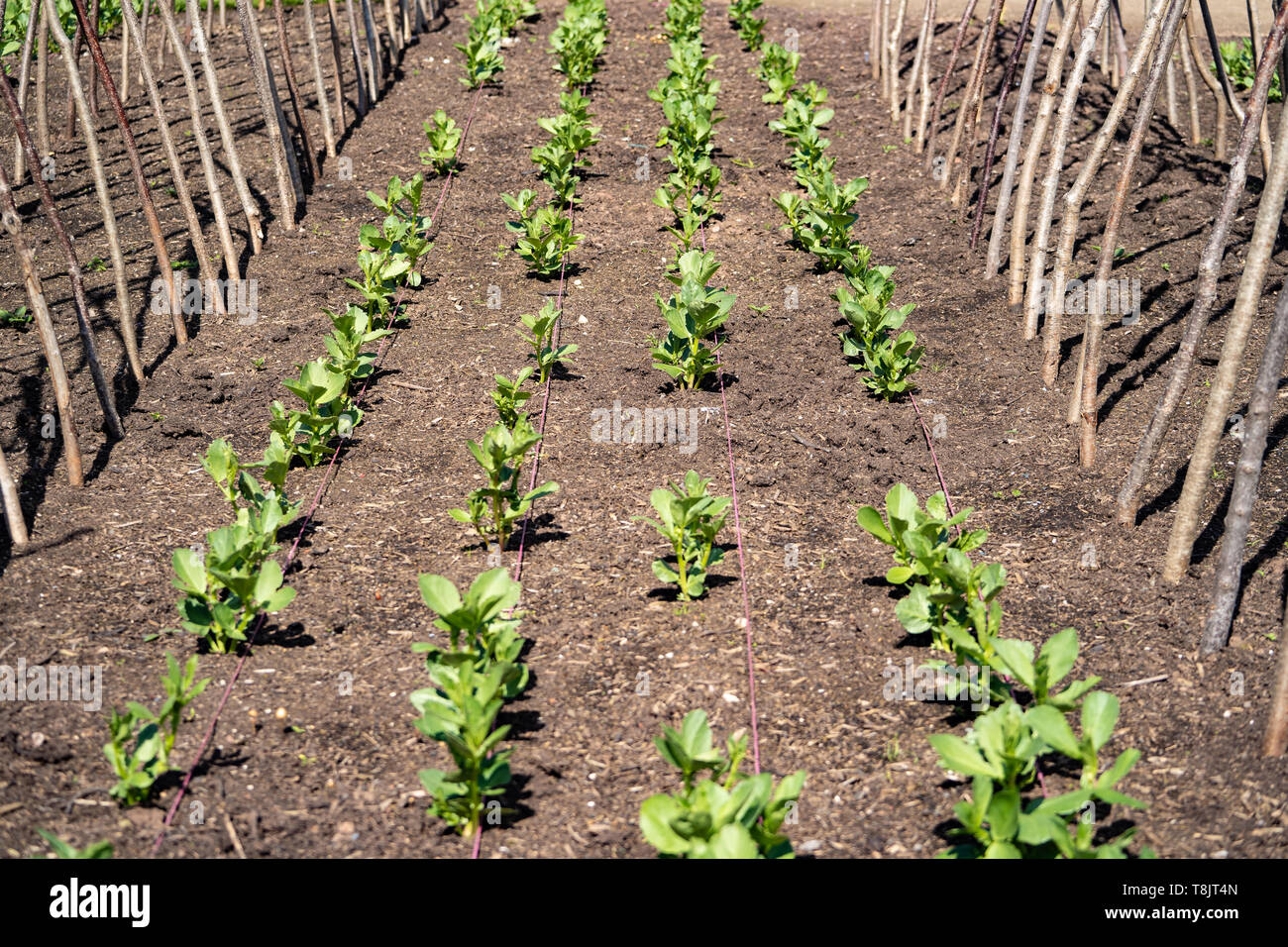 Vegetable plants, planted in rows between canes in well tended soil in ...