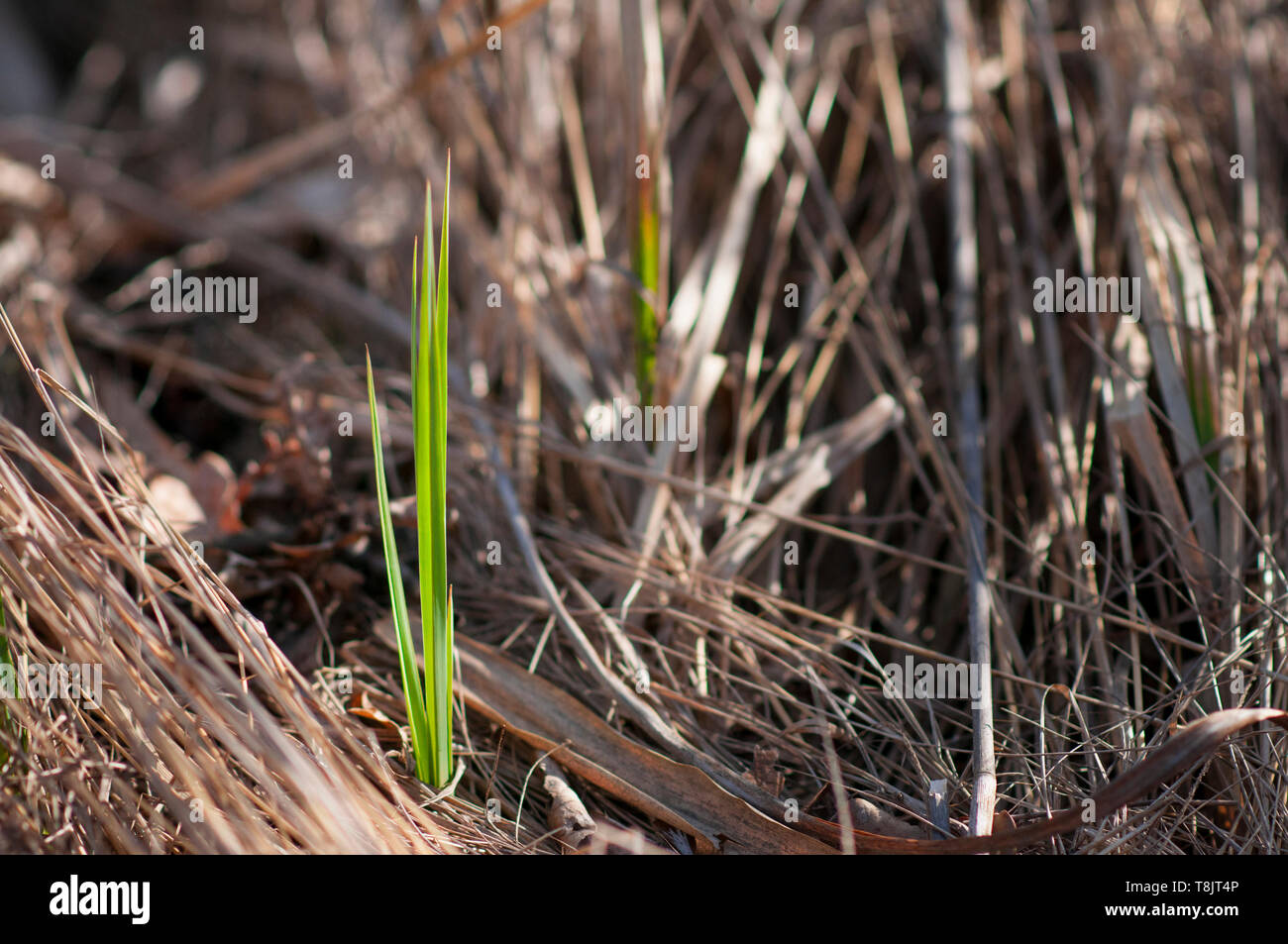 Common reed (Phragmites australis) new growth between old dead twigs ...