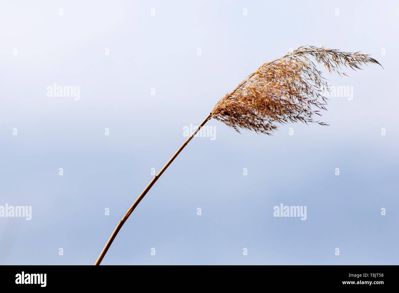 Reed growth fragile hi-res stock photography and images - Alamy