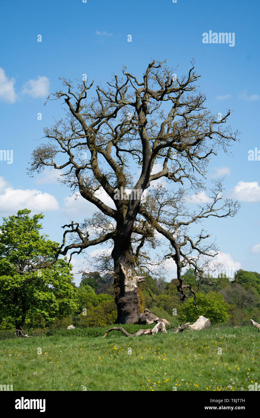 Dead Oak tree, Staffordshire, UK Stock Photo - Alamy