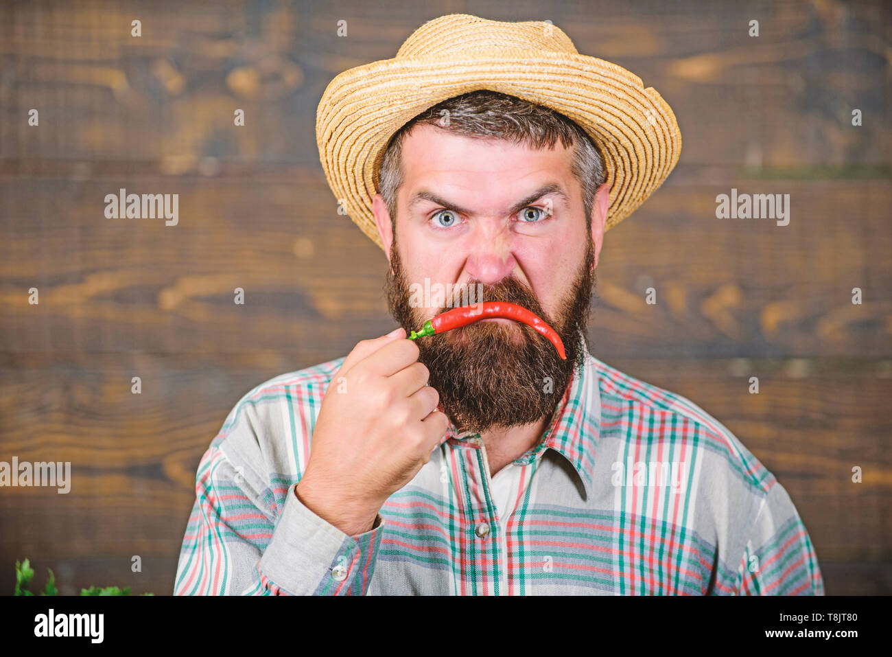 Bearded farmer hold chilli red pepper. Farmer angry hot chilli pepper ...