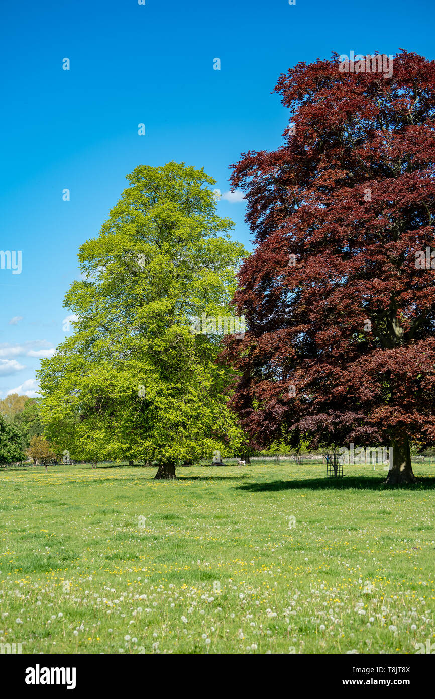Copper beech fagus sylvatica hi-res stock photography and images - Alamy