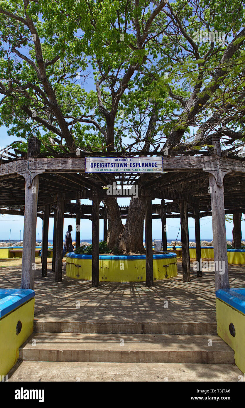 wooden esplanade structure with a tree in the middle Stock Photo - Alamy