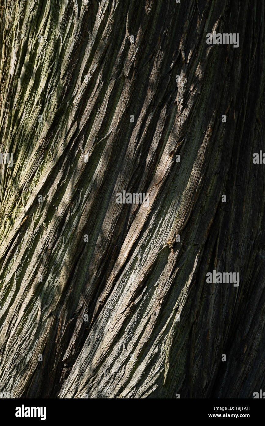 Spiral pattern tree bark hi-res stock photography and images - Alamy
