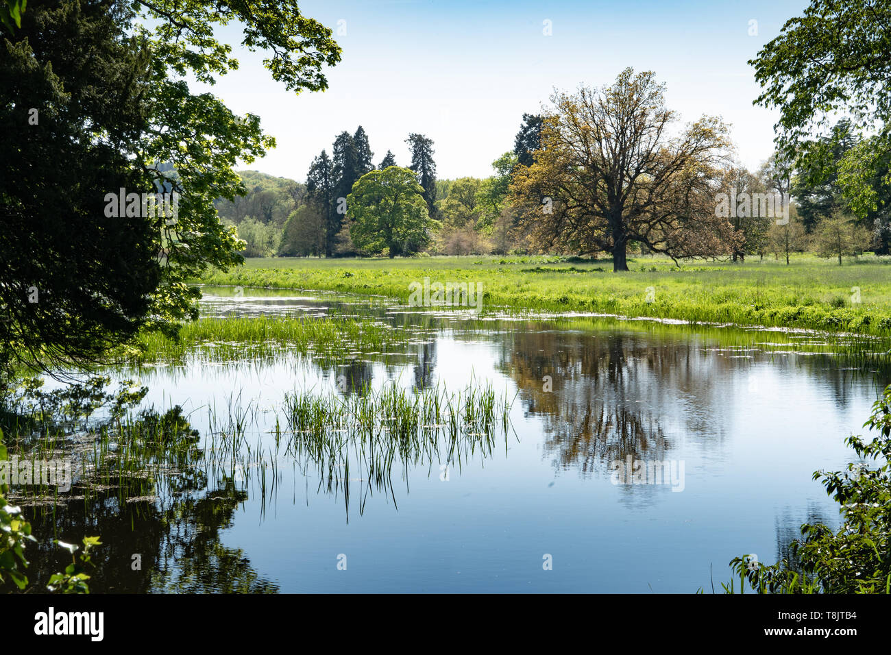 Tranquil pond in an English meadow, still water with reflections, UK ...