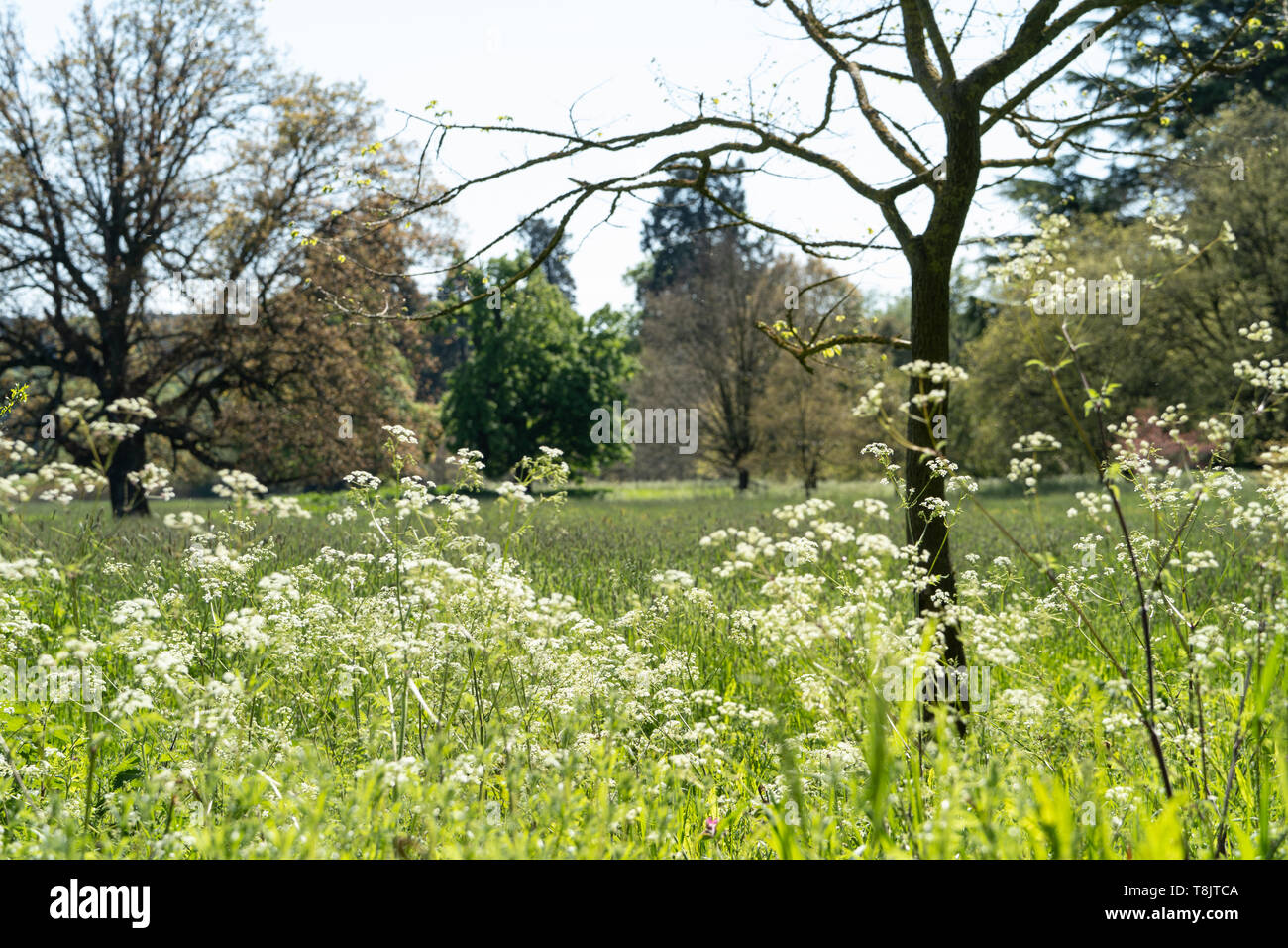 English countryside summer landscape, UK Stock Photo - Alamy