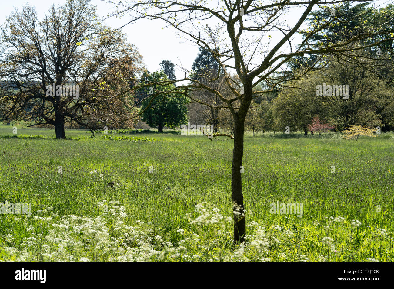 English countryside summer landscape, UK Stock Photo - Alamy