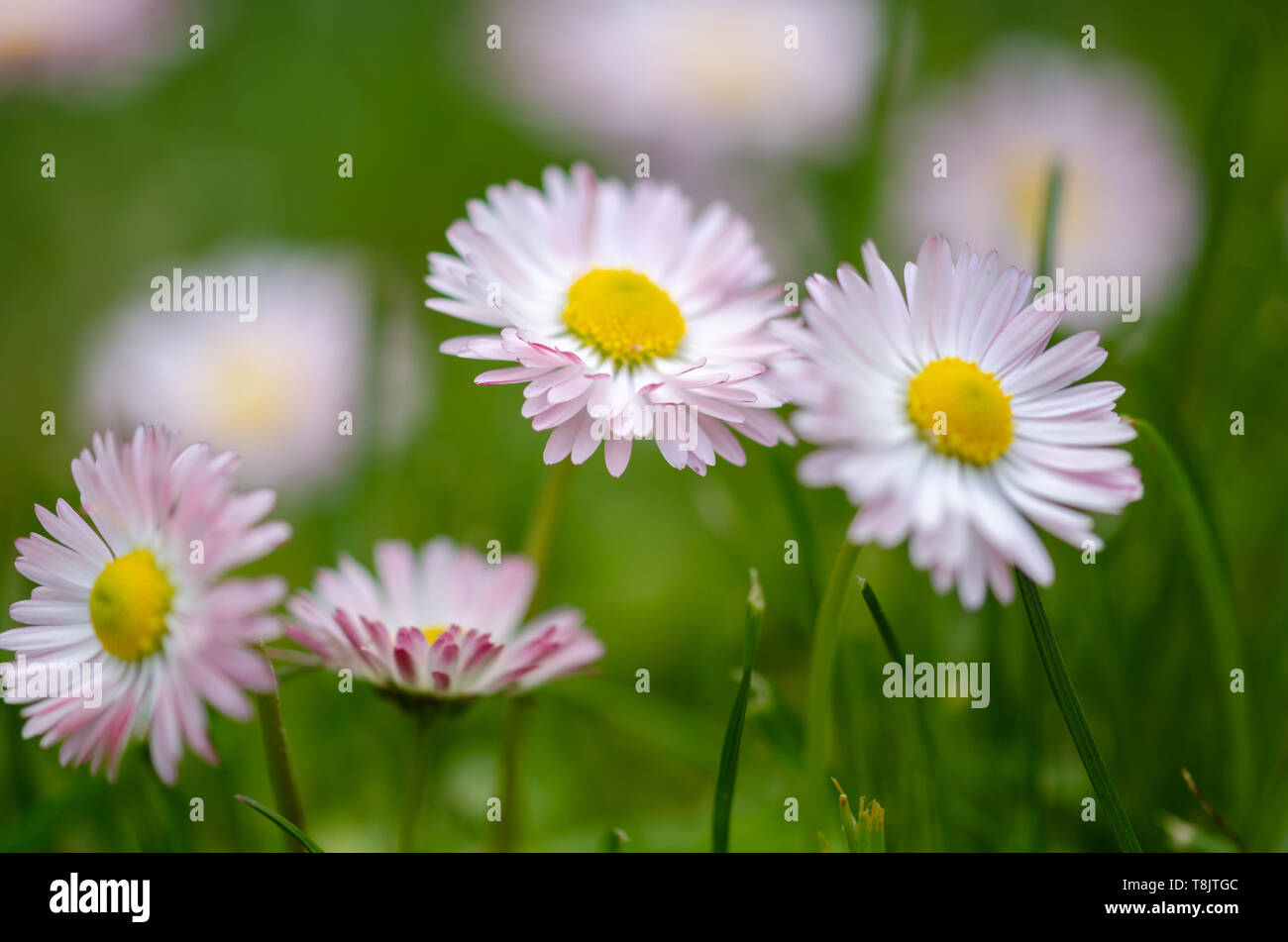 Daisy flowers in grass (spring daisy)Common daisy, Gardening concept ...