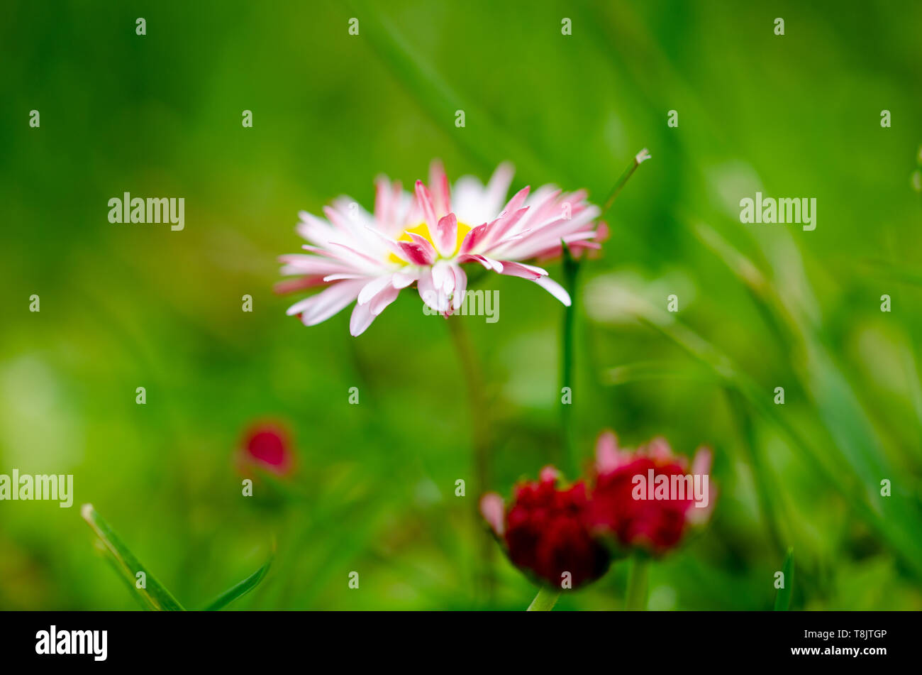 Daisy flowers in grass (spring daisy)Common daisy, Gardening concept ...