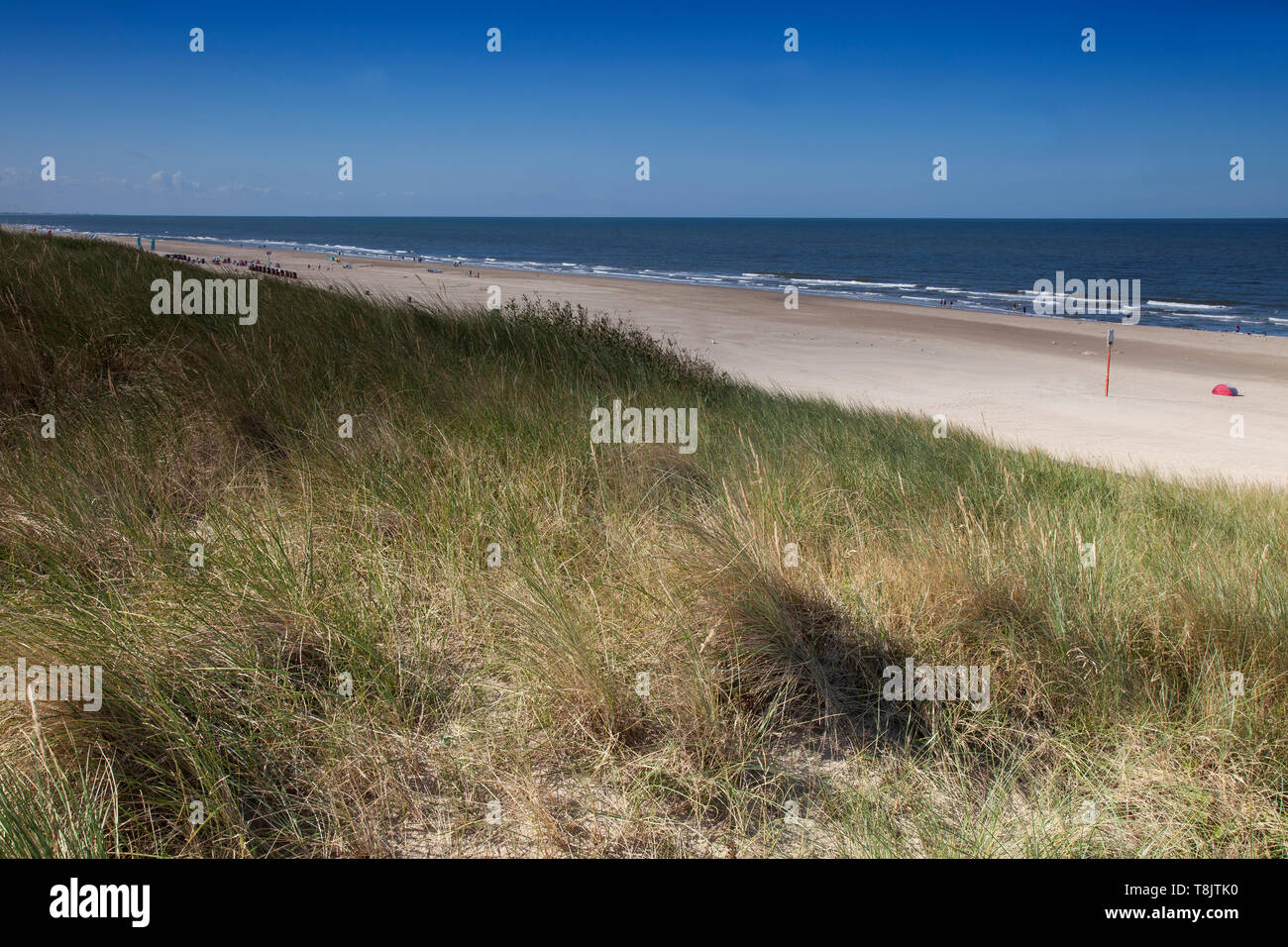 Dune landscape on the beach of Egmond,North sea , Holland, Netherlands ...