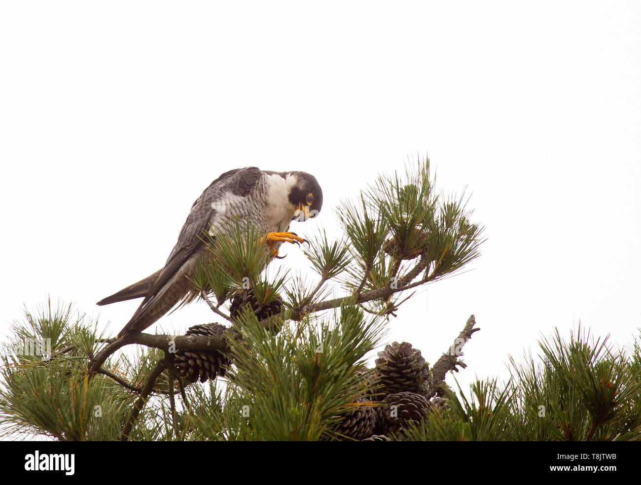 Peregrine falcon showing long sharp talons hi-res stock photography and ...