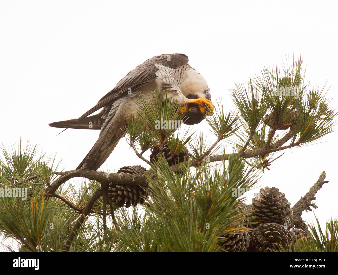 Falcon On A Tree High Resolution Stock Photography and Images - Alamy