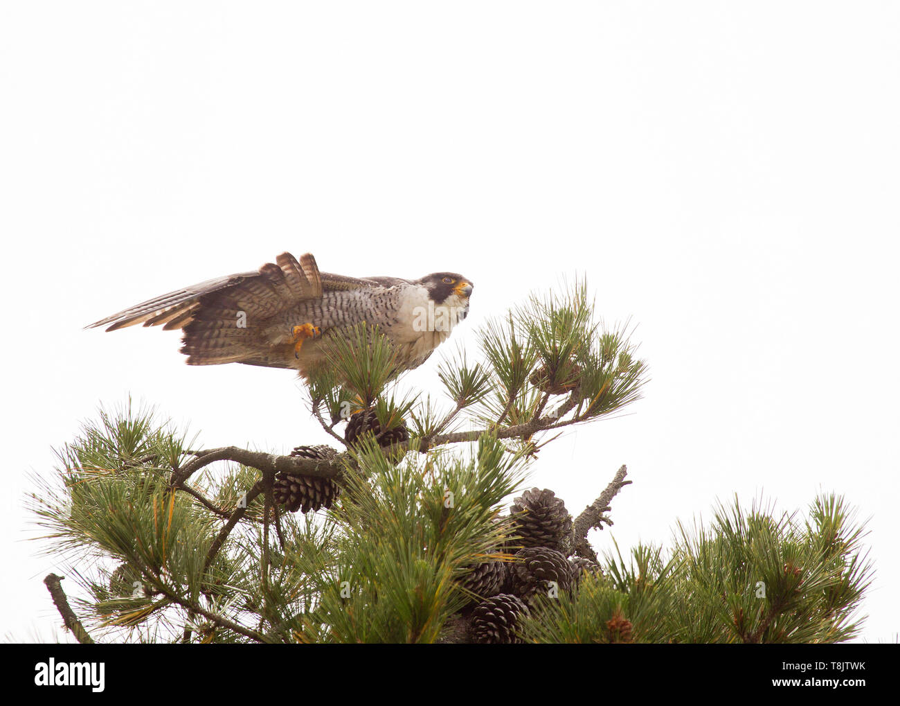 Peregrine falcon stretching wing and tail hi-res stock photography and ...