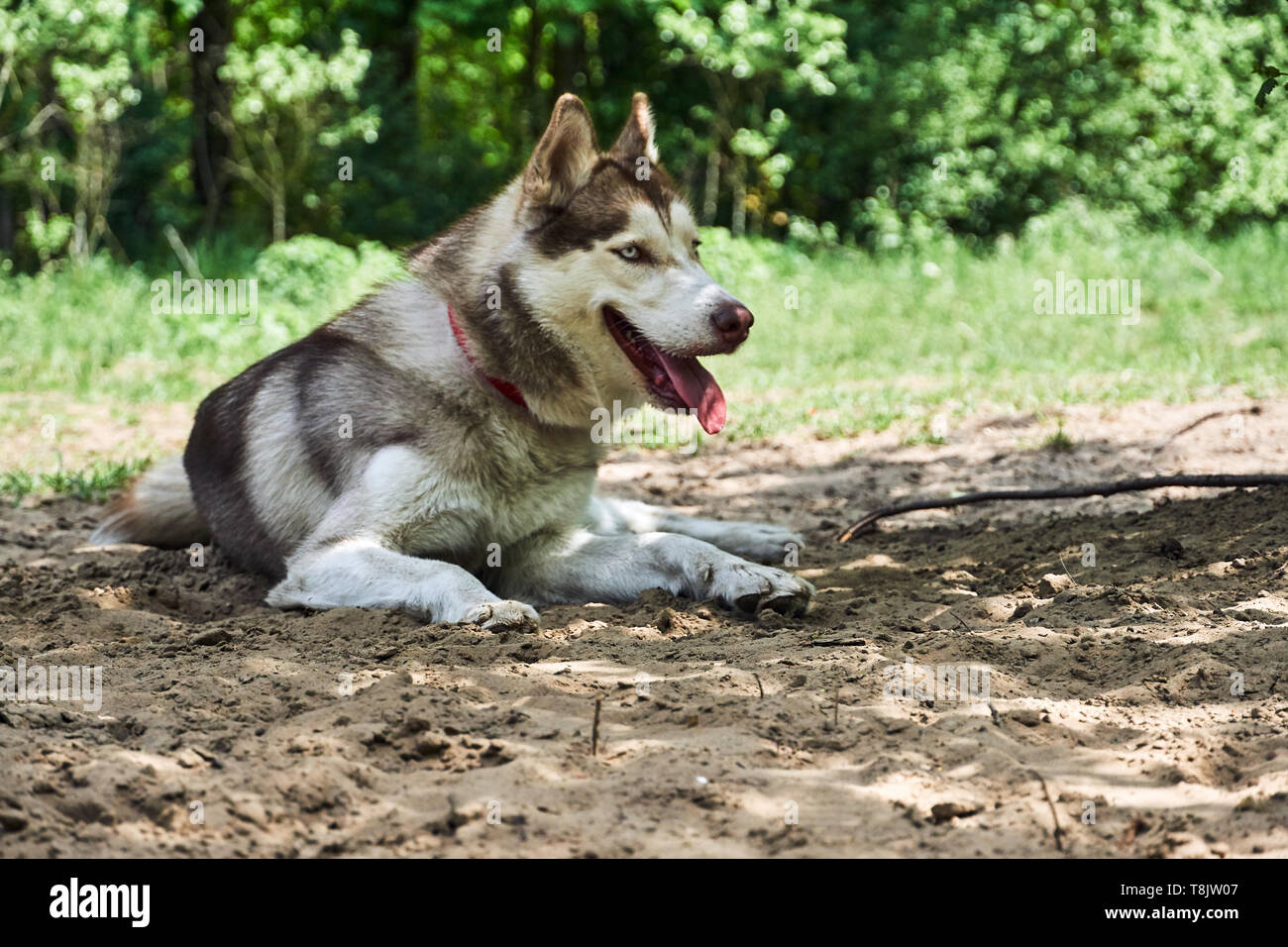 Portrait of a young Siberian husky dog Stock Photo - Alamy