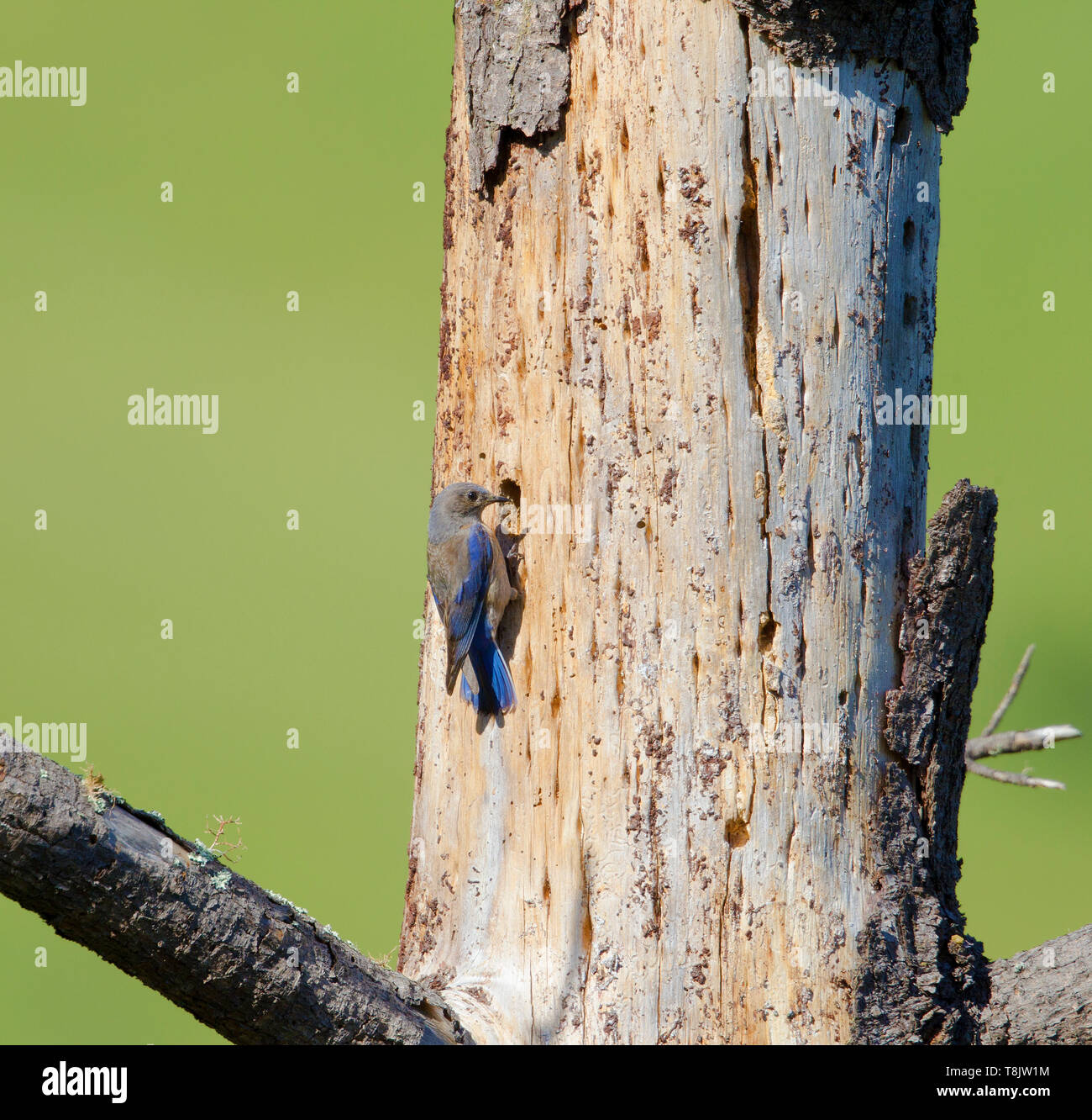 Bluebird In Tree High Resolution Stock Photography and Images - Alamy