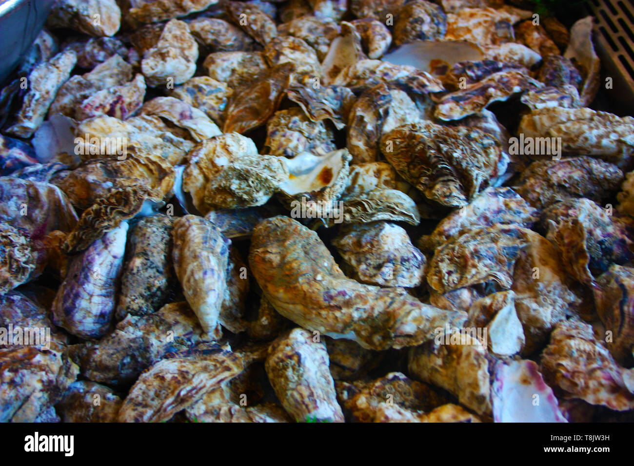 luxurious and rich cuisine. endless expanse of crustaceans, lots of ...