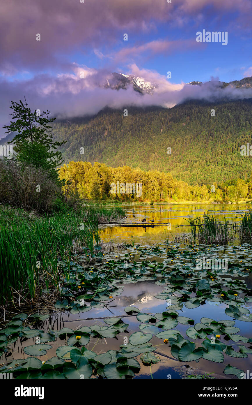 Sunset colors at Cheam Lake Wetlands Regional Park with the Mount Cheam ...