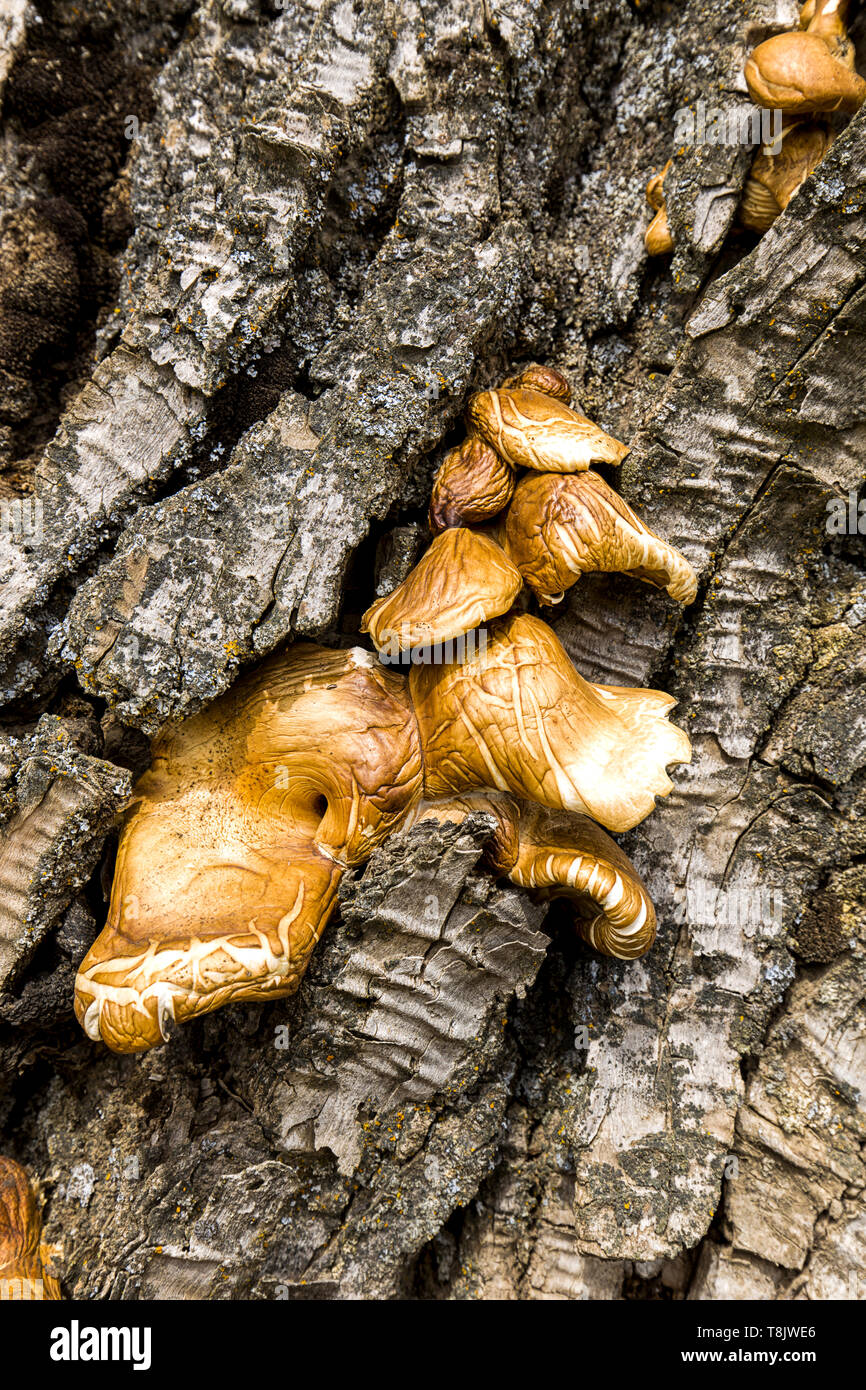 A close up of conk fungi on a tree in the palouse region of eastern ...