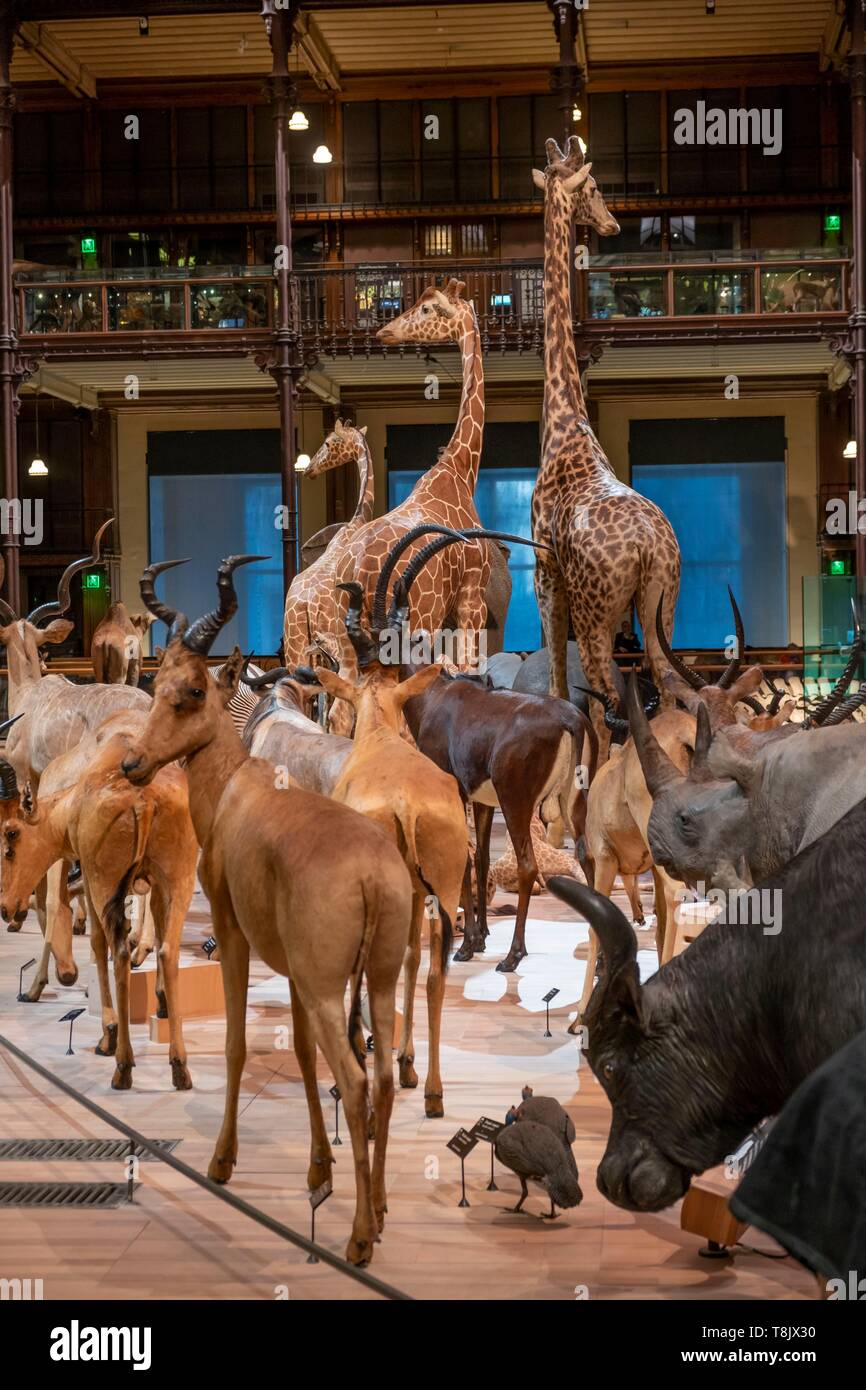 France, Paris, Museum National d'Histoire naturelle (national museum of ...