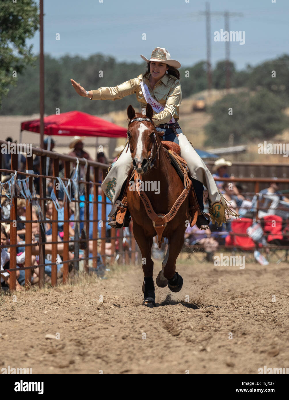 Rodeo arena bulls hi-res stock photography and images - Alamy