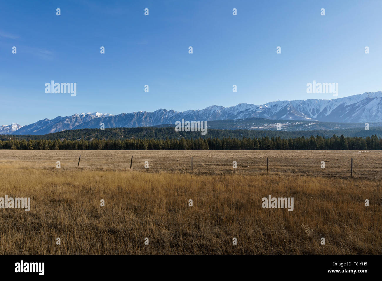 Grassland ecosystem hi-res stock photography and images - Alamy