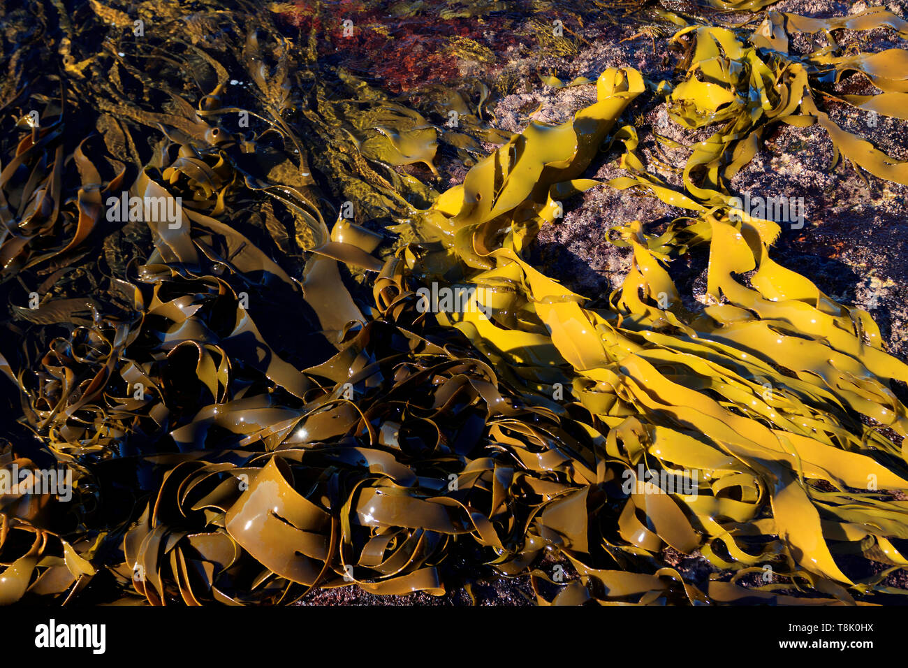 Brown kelp hi-res stock photography and images - Alamy