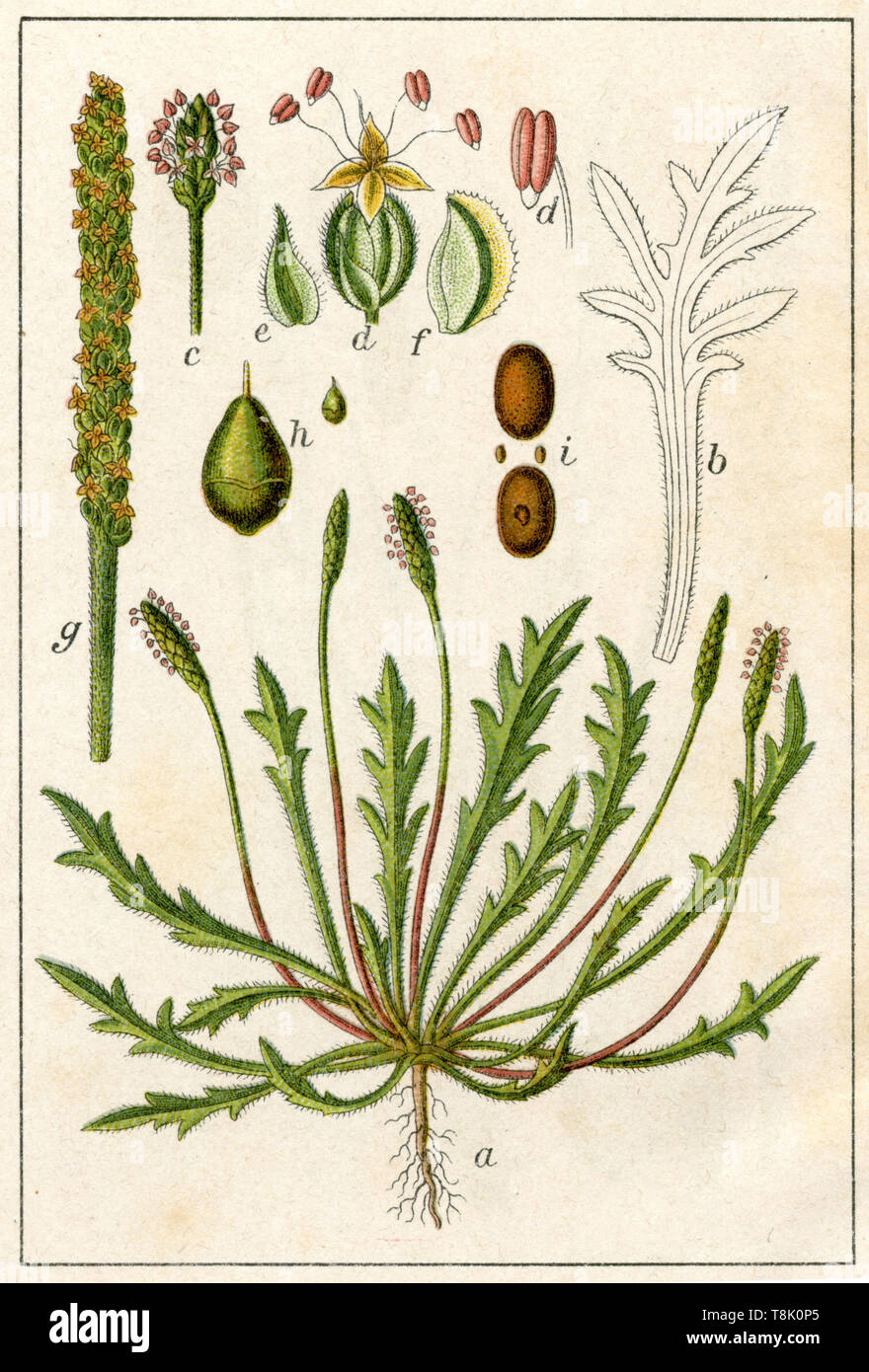 Minutina hi-res stock photography and images - Alamy