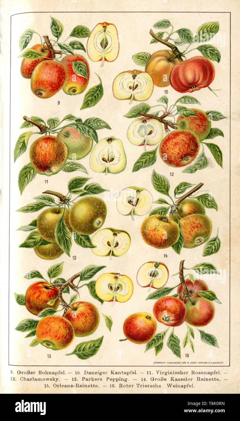 apple varieties Stock Photo - Alamy