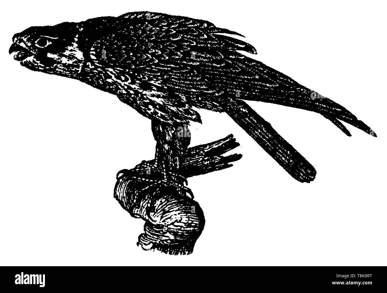 Falco subbuteo illustration hi-res stock photography and images - Alamy