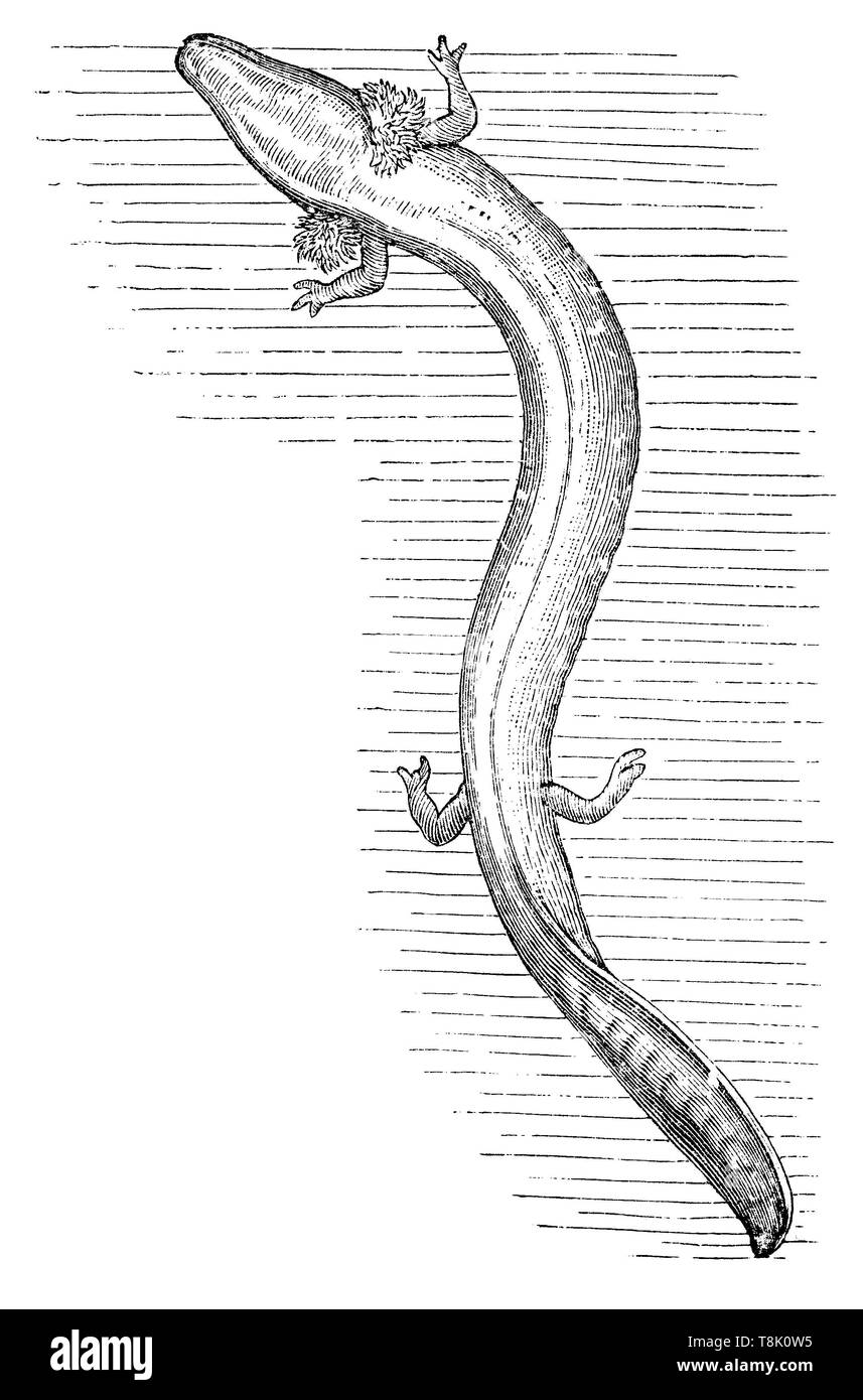 Olm illustration Black and White Stock Photos & Images - Alamy