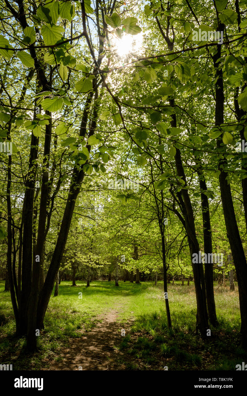 Sun rays shining through tree leaves in a natural UK Woodland Stock ...