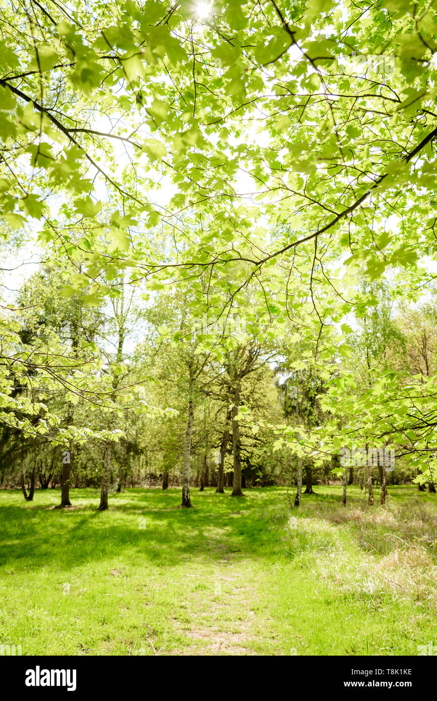 Sun rays shining through tree leaves in a natural UK Woodland Stock ...
