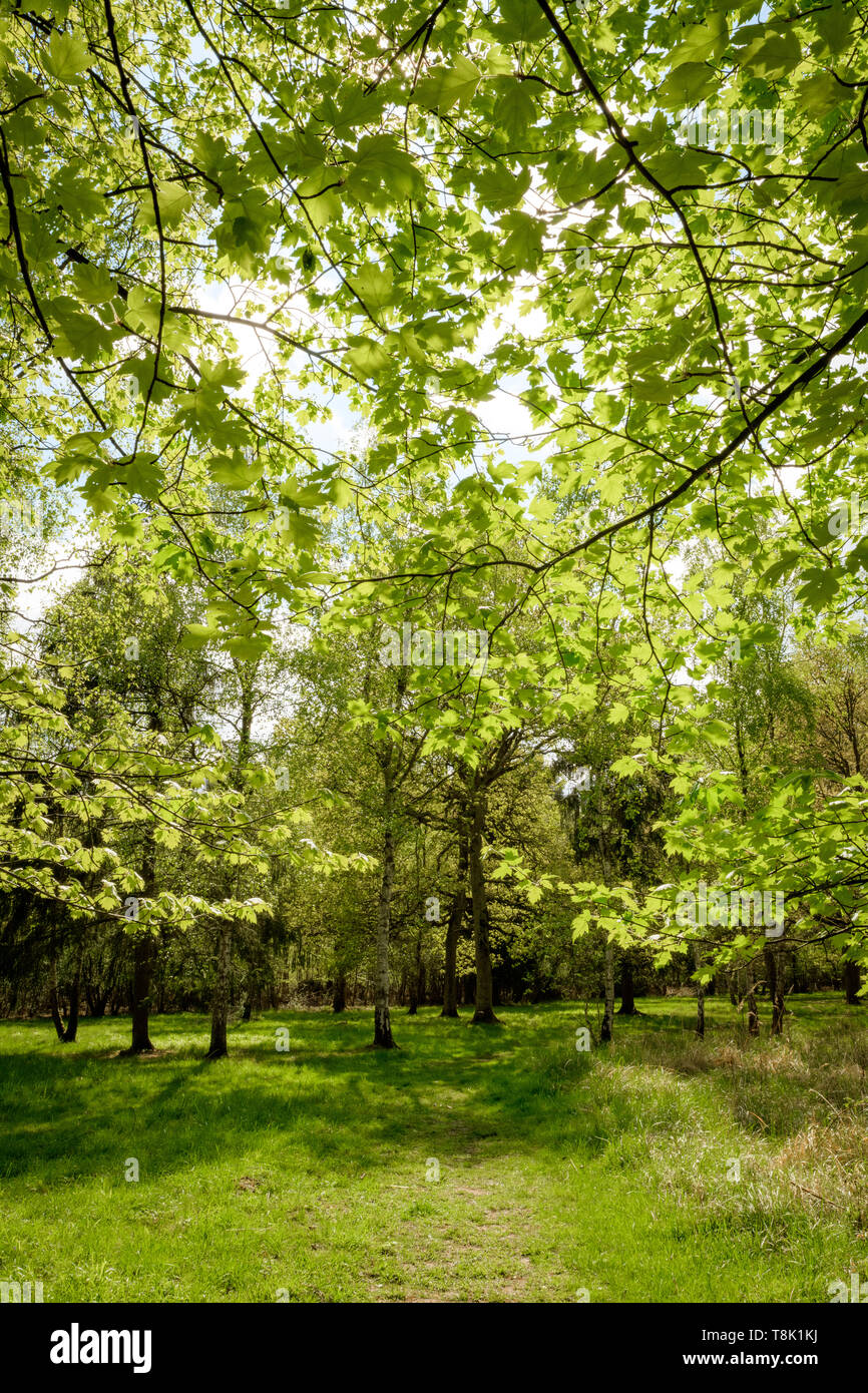 Sun rays shining through tree leaves in a natural UK Woodland Stock ...