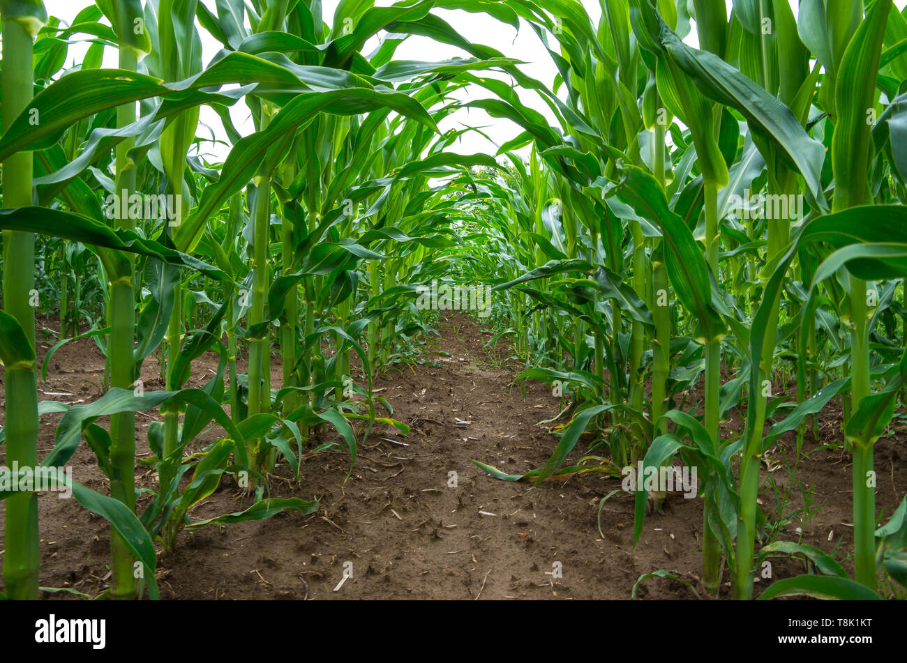 Agronomy field hi-res stock photography and images - Alamy