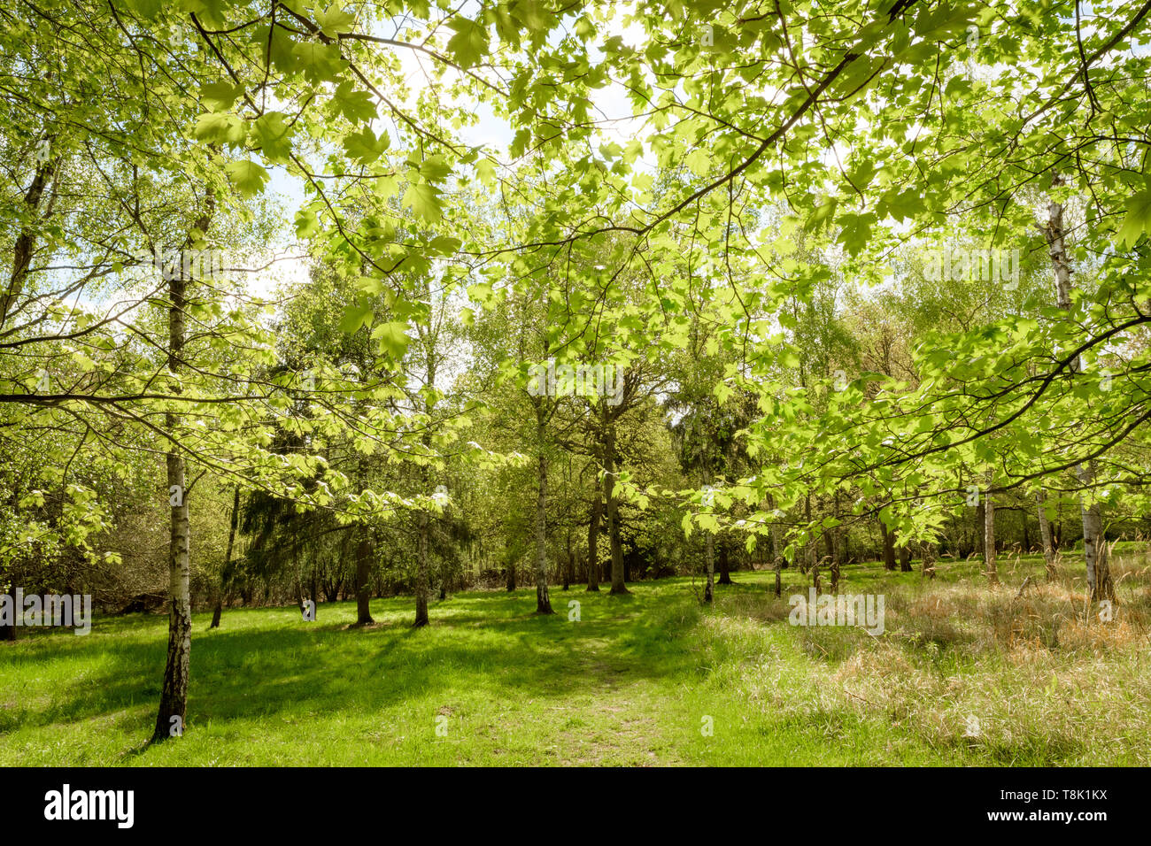 Sun rays shining through tree leaves in a natural UK Woodland Stock ...