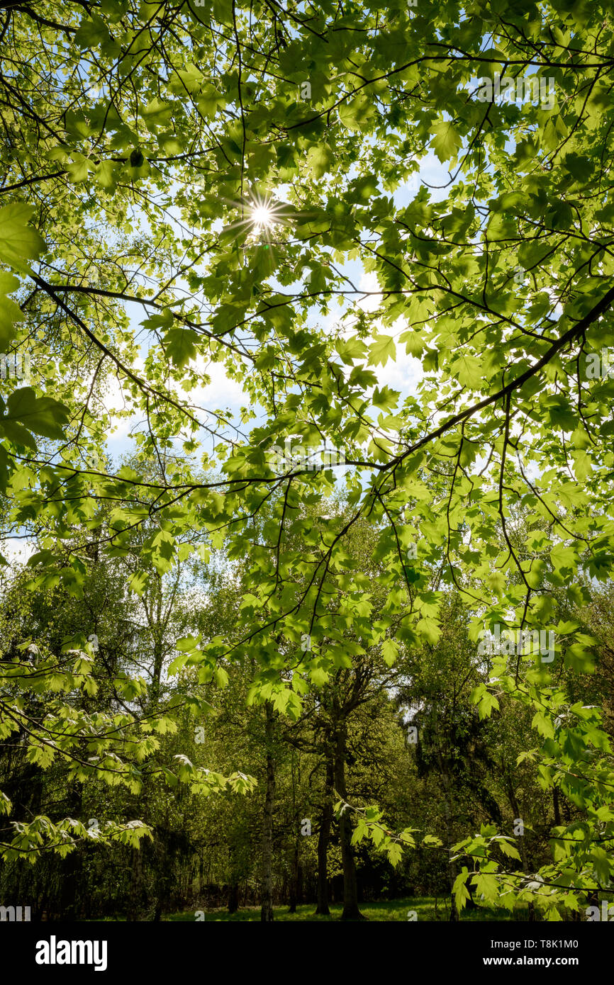 Sun rays shining through tree leaves in a natural UK Woodland Stock ...
