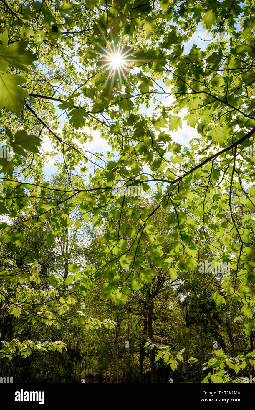 Sun rays shining through tree leaves in a natural UK Woodland Stock ...