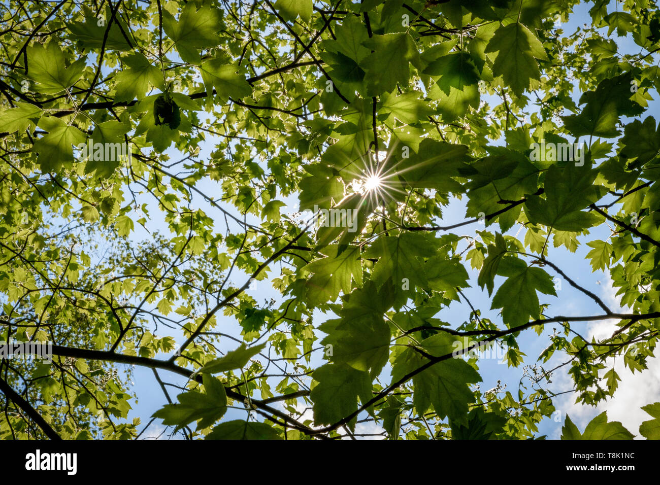 Sun rays shining through tree leaves in a natural UK Woodland Stock ...