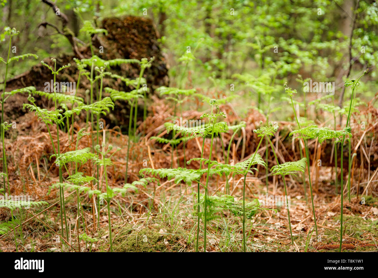 Ferns growing in UK Woodland Stock Photo - Alamy