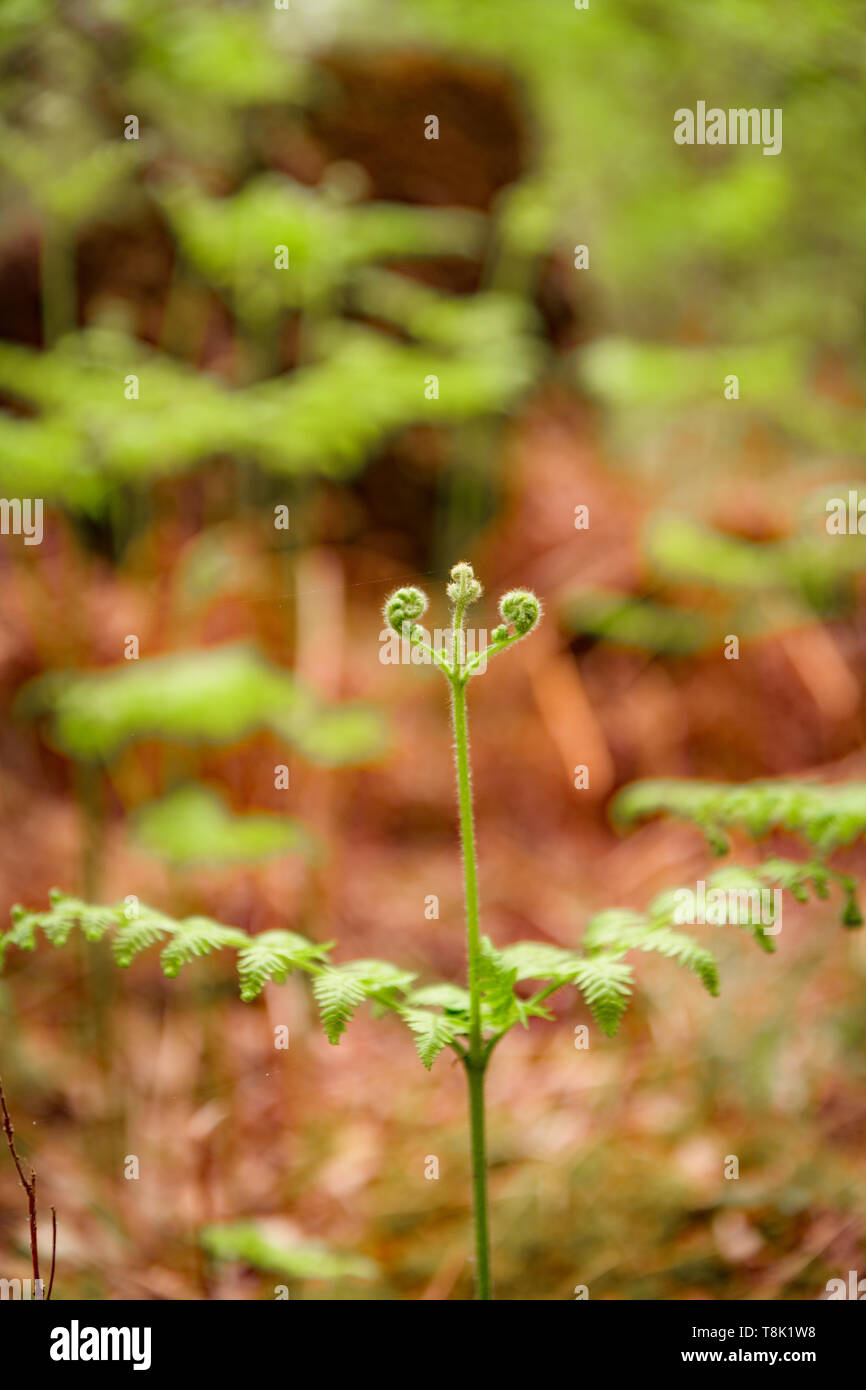 Ferns growing in UK Woodland Stock Photo - Alamy