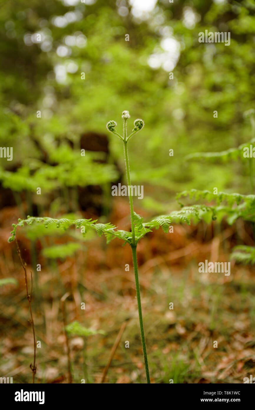 Ferns growing in UK Woodland Stock Photo - Alamy