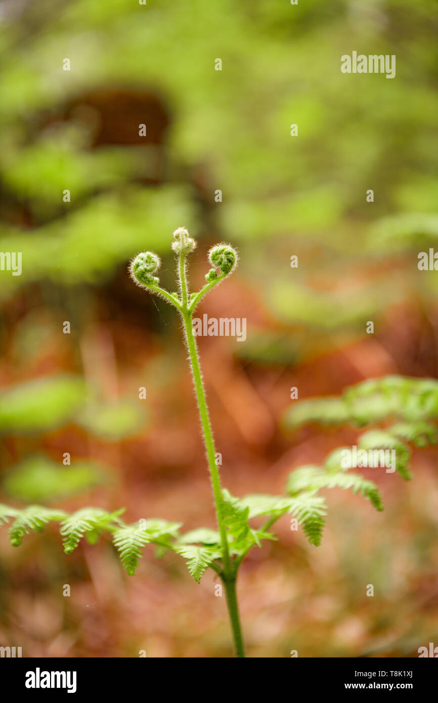 Ferns growing in UK Woodland Stock Photo - Alamy