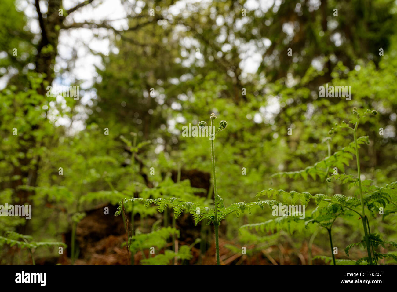 Ferns growing in UK Woodland Stock Photo - Alamy