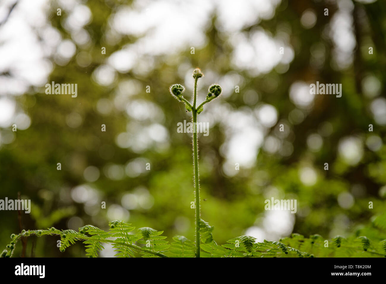 Ferns growing in UK Woodland Stock Photo - Alamy