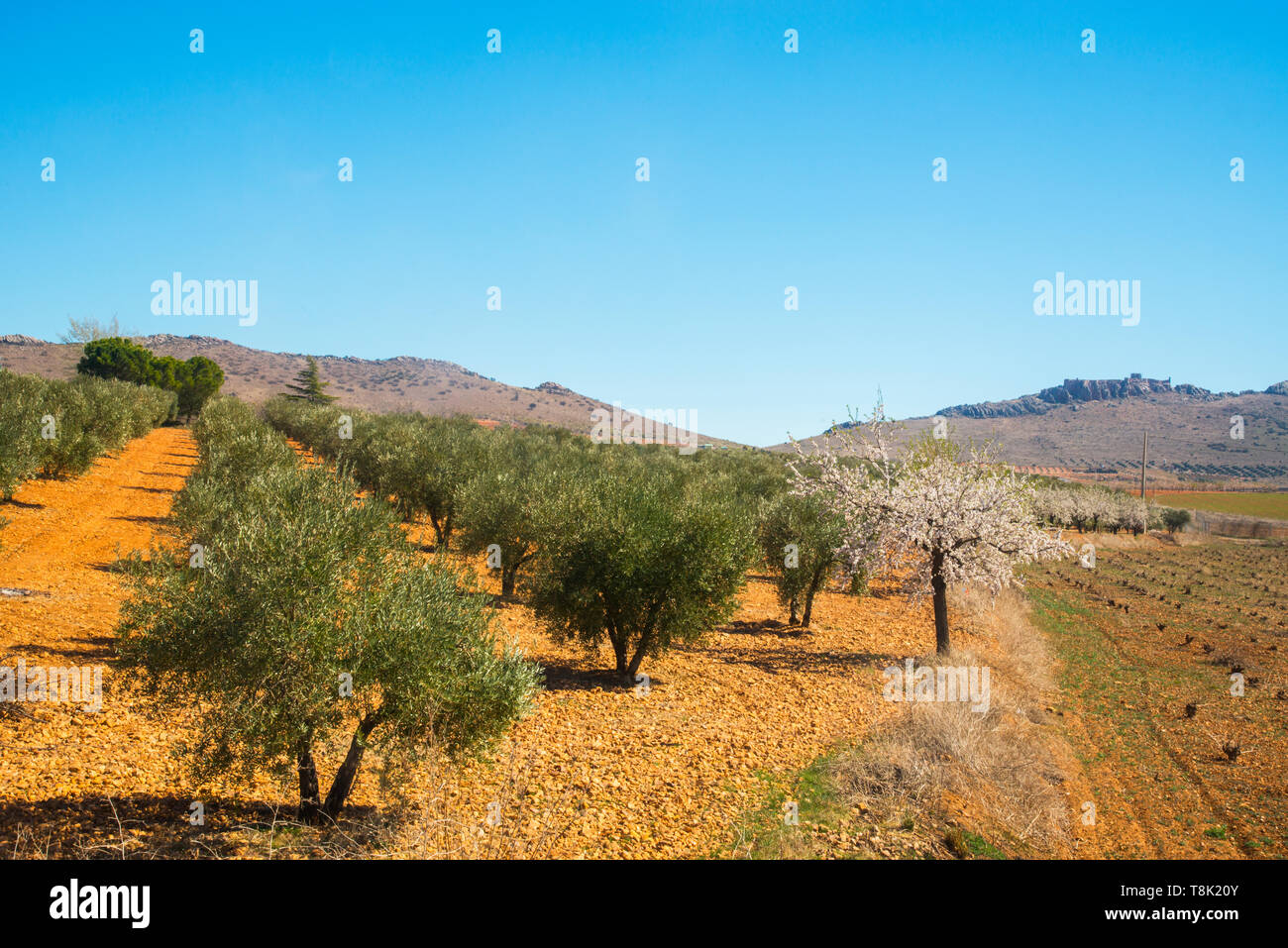 Olive Trees Spain High Resolution Stock Photography and Images - Alamy