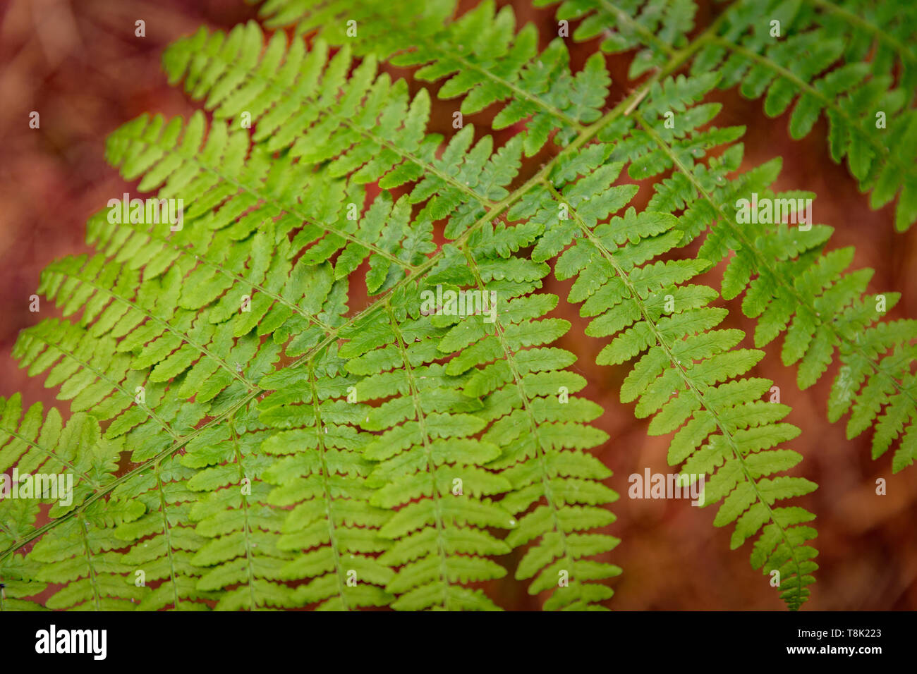 Ferns growing in UK Woodland Stock Photo - Alamy