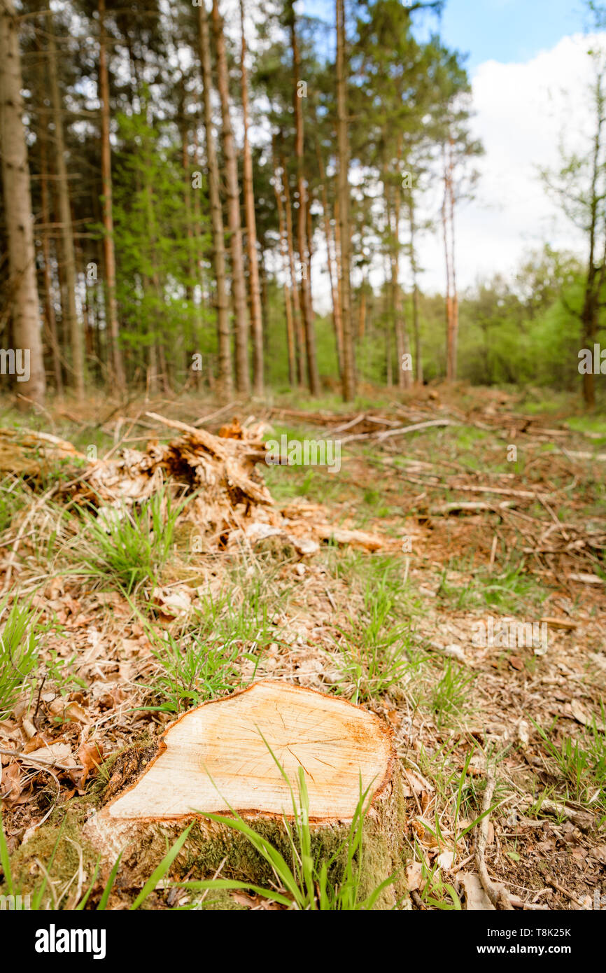 Deforestation and logging in a forest. UK Woodland Stock Photo - Alamy