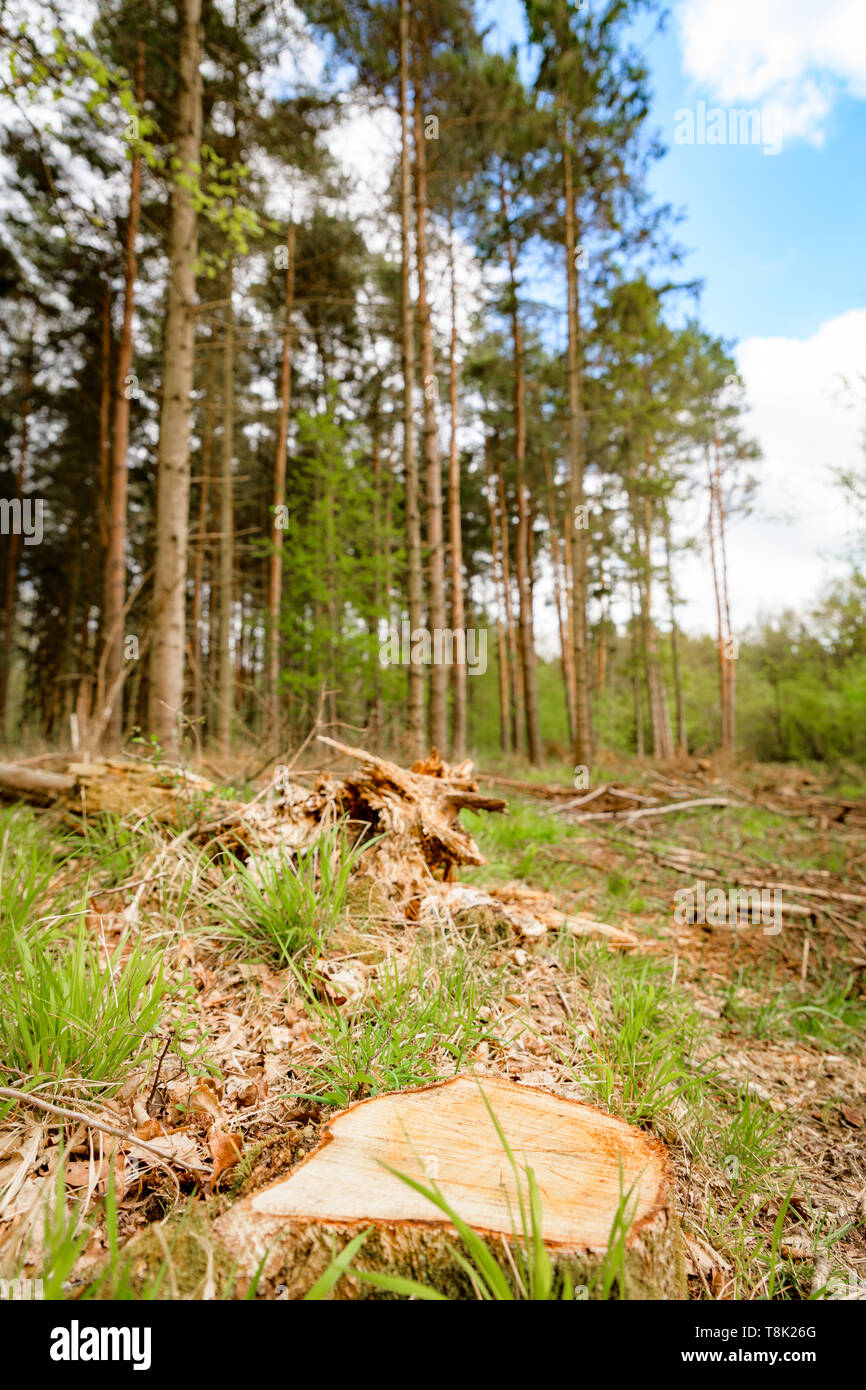 Deforestation and logging in a forest. UK Woodland Stock Photo - Alamy