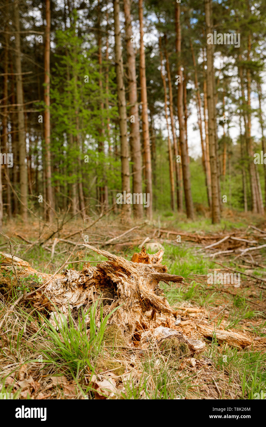 Deforestation and logging in a forest. UK Woodland Stock Photo - Alamy